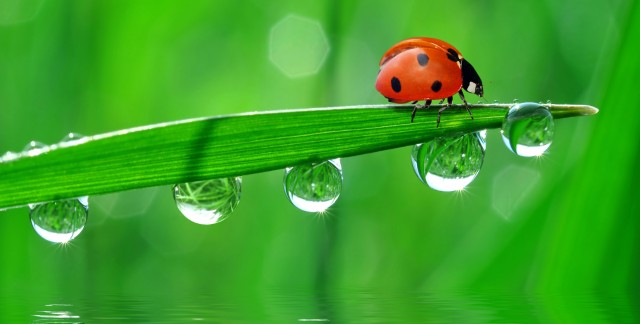 Your guide to controlling pests in your garden with ladybugs | Smart Tips