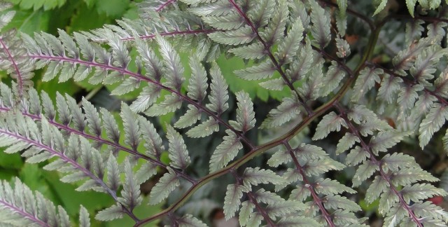 The 5 best places to plant ferns in your garden | Smart Tips