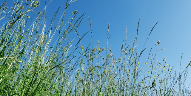 8 pointers for choosing and planting ornamental grasses | Smart Tips