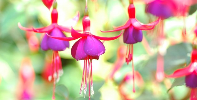 4 tricks for healthy and full fuchsia plants | Smart Tips
