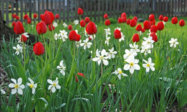 10 Cheerful springtime flowers that add a dash of colour to the garden ...