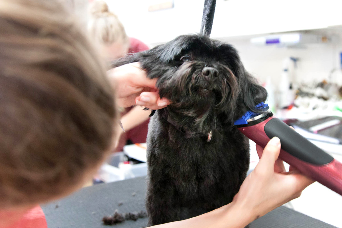 Western Dog Grooming School Maple Ridge Business Story