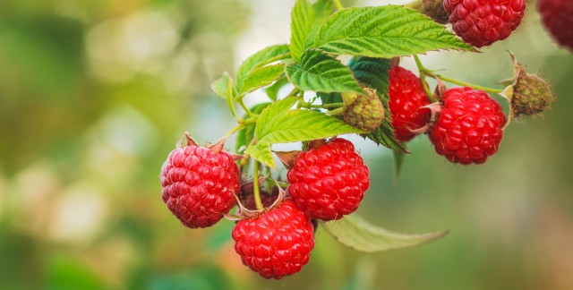 7 conseils pour cultiver, entretenir et récolter des mûres | Trucs ...